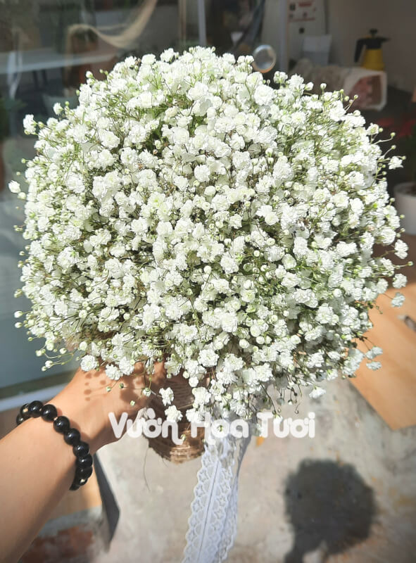 Vẻ Đẹp Và Ý Nghĩa Hoa Baby Trong Tình Yêu