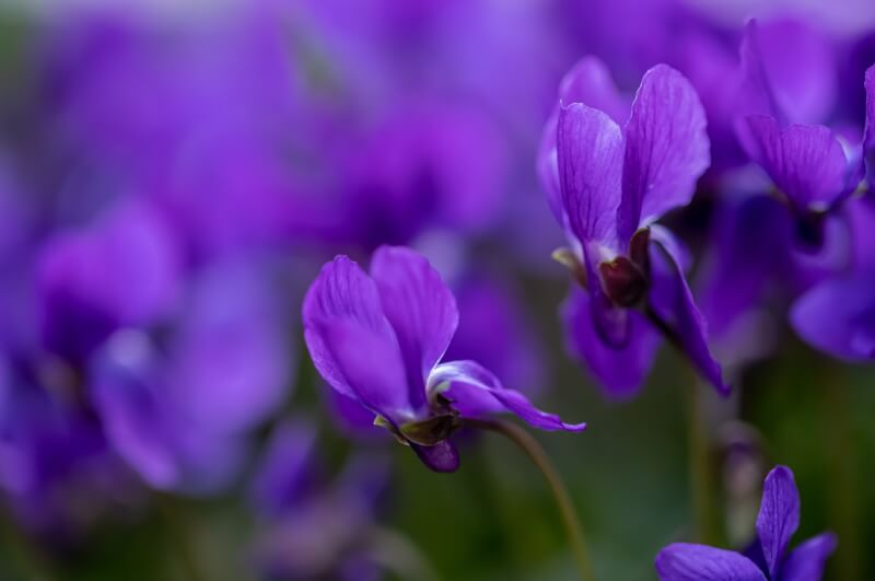 Ý Nghĩa Hoa Violet Trong Tình Yêu và Cuộc Sống