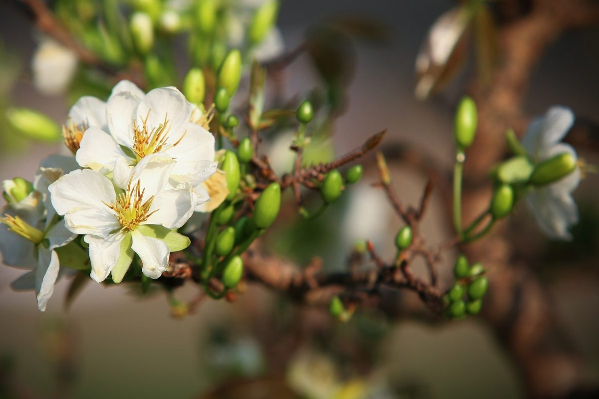 Ý Nghĩa Hoa Mai Đại Diện Phồn Vinh Phú Quý Và Tài Lộc