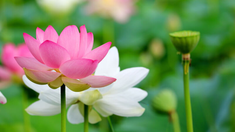 Ý Nghĩa Hoa Sen: Tinh Hoa Văn Hóa Việt Nam Đặc Sắc