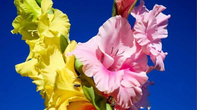 Ý Nghĩa Hoa Layon: Mang đến Sự May Mắn Và Tươi Vui