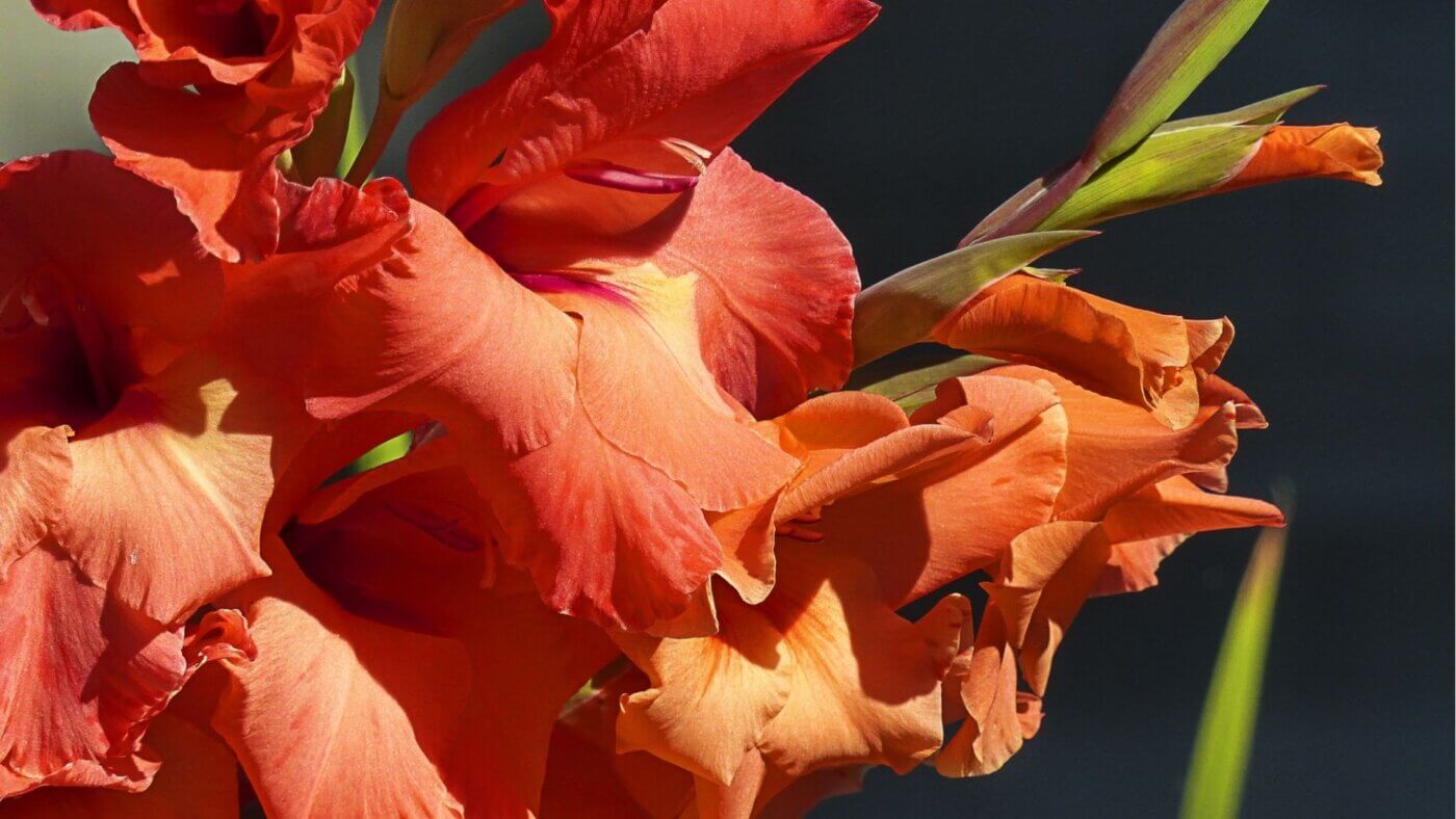 Ý Nghĩa Hoa Layon: Mang đến Sự May Mắn Và Tươi Vui