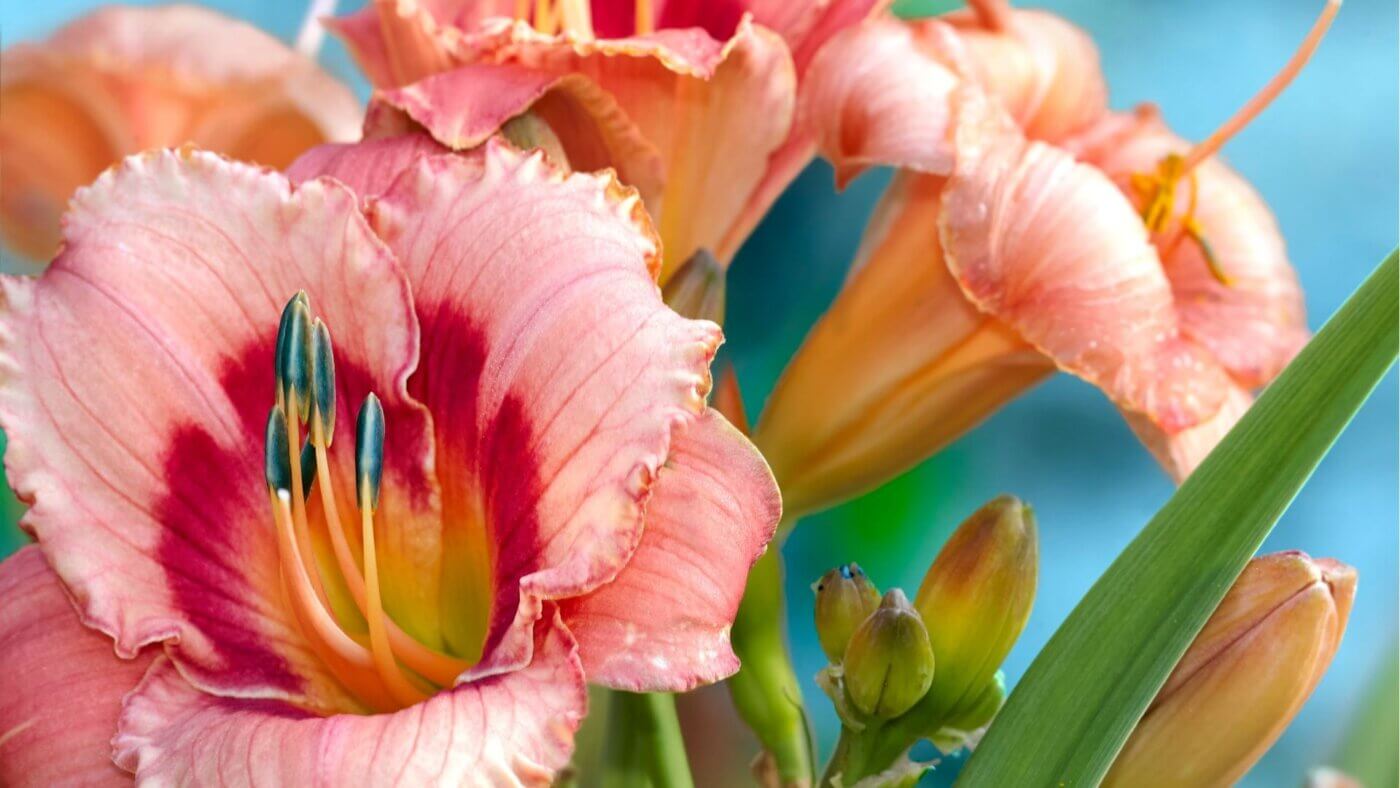 Ý Nghĩa Hoa Layon: Mang đến Sự May Mắn Và Tươi Vui