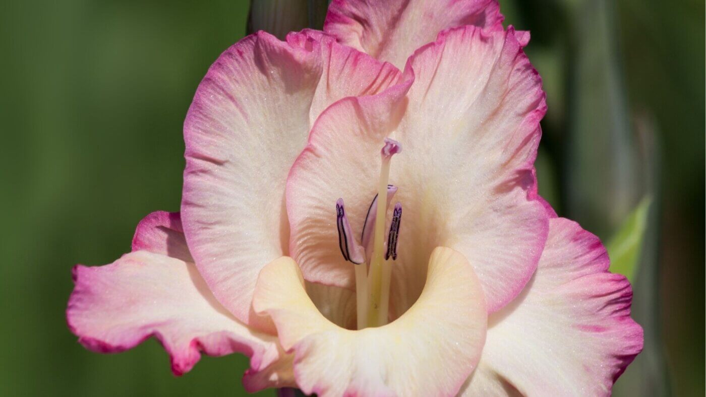 Ý Nghĩa Hoa Layon: Mang đến Sự May Mắn Và Tươi Vui