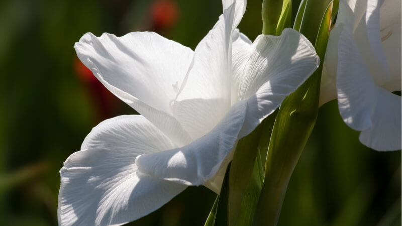 Ý Nghĩa Hoa Layon: Mang đến sự may mắn và tươi vui