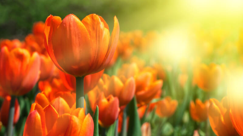 Ý Nghĩa Hoa Tulip Mà Chưa Ai Nói Cho Bạn Biết Trong Tình Yêu: Tình Yêu ...