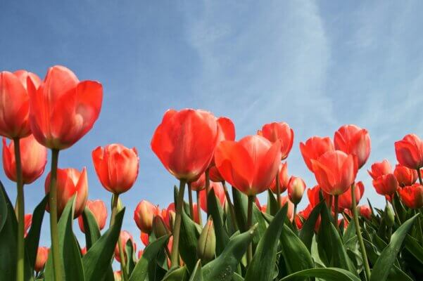 Ý nghĩa hoa Tulip hồng chưa ai nói cho bạn biết
