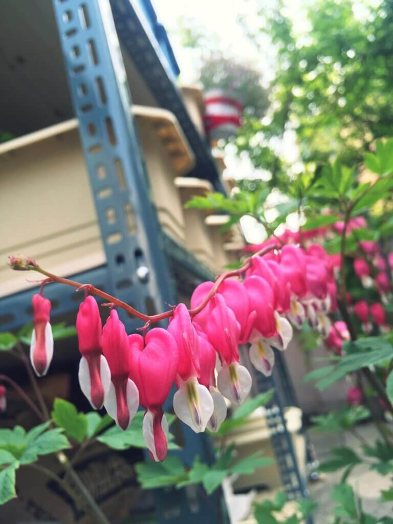 05 điều thú vị về ý nghĩa hoa tigon rất cần thiết cho bạn